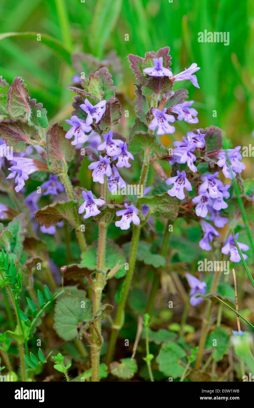 Ground Ivy (Glechoma hederaceum), flowering plants. Germany Stock Photo ...