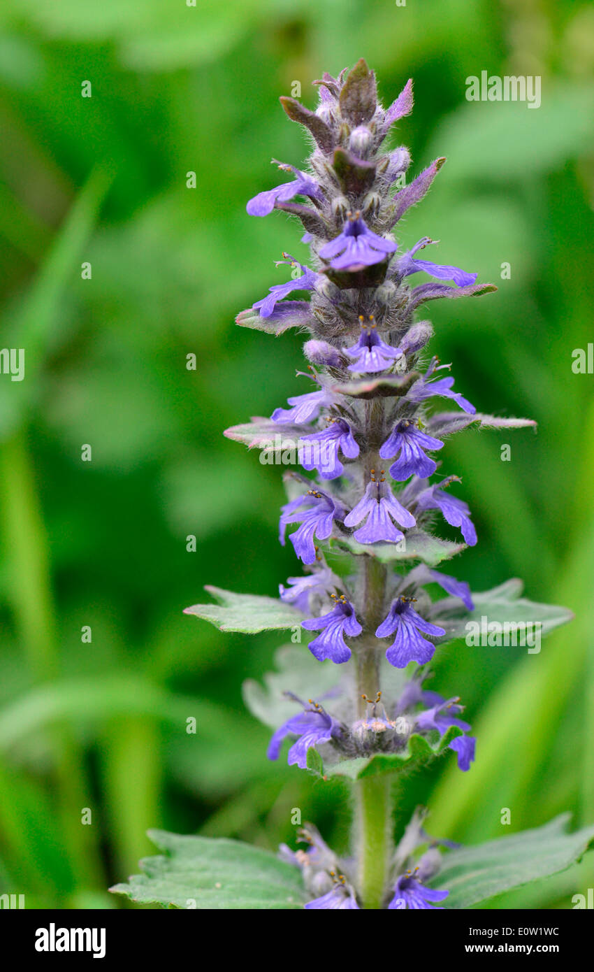 Blue Bugle (Ajuga reptans), flowering stalk. Germany Stock Photo - Alamy