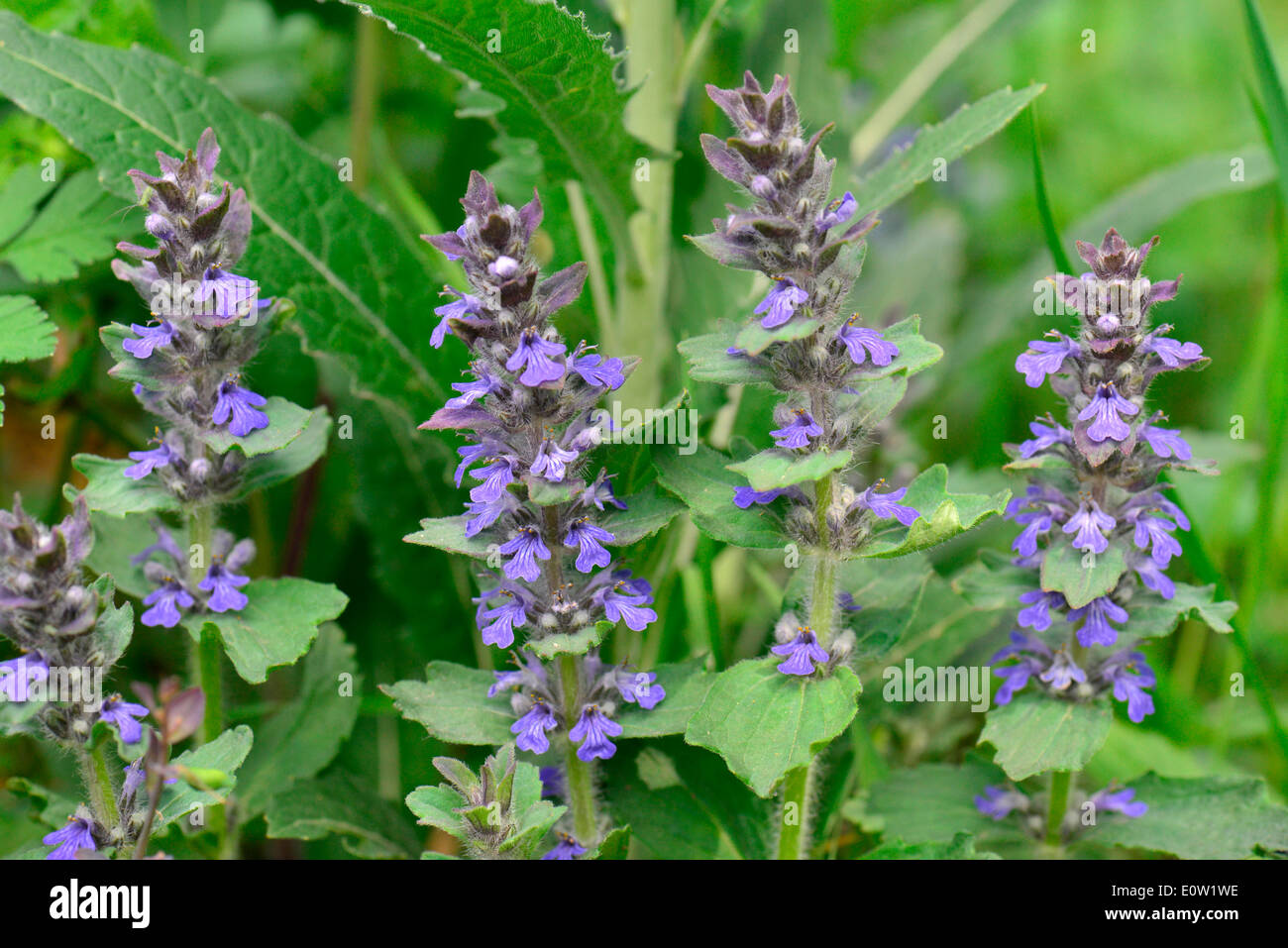 Blue Bugle (Ajuga reptans), flowering plants. Germany Stock Photo - Alamy