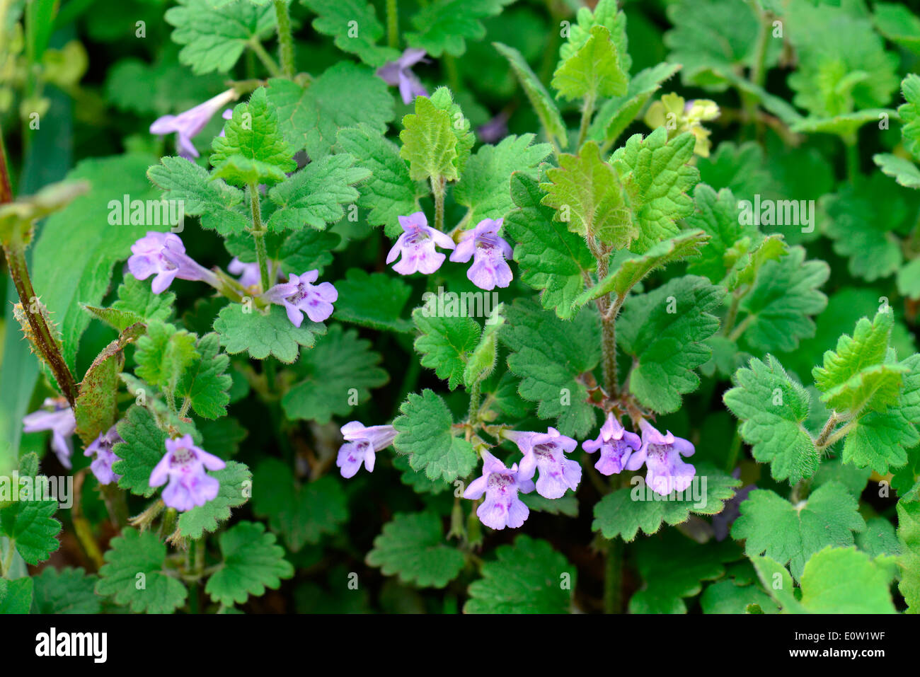 Ground Ivy (Glechoma hederaceum), flowering plants. Germany Stock Photo ...