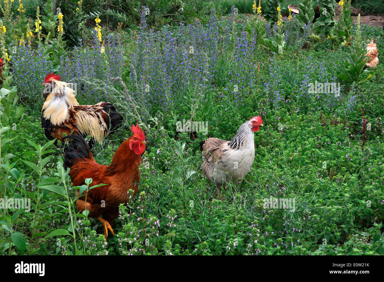 Domestic Chicken (Gallus gallus domesticus). Two cocks with a hen in a ...