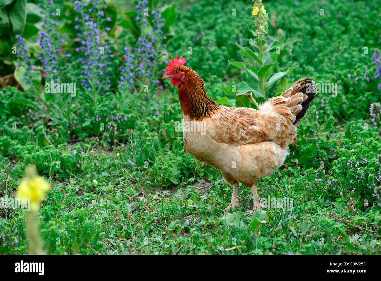 Domestic Chicken (Gallus gallus domesticus). Hen in a feral garden ...