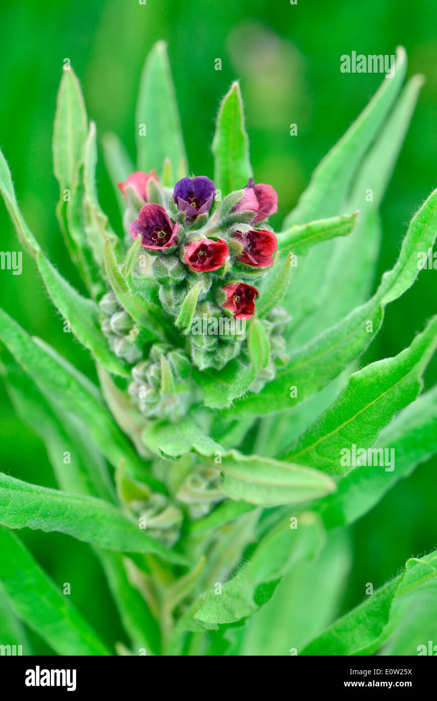 Common Houndstongue (Cynoglossum officinale), flowering stalk Stock ...
