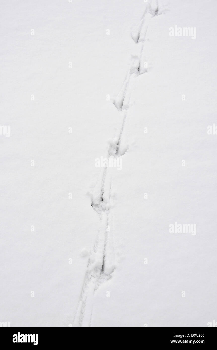 Common Pheasant, Ring-necked Pheasant (Phasianus colchicus). Footprints ...