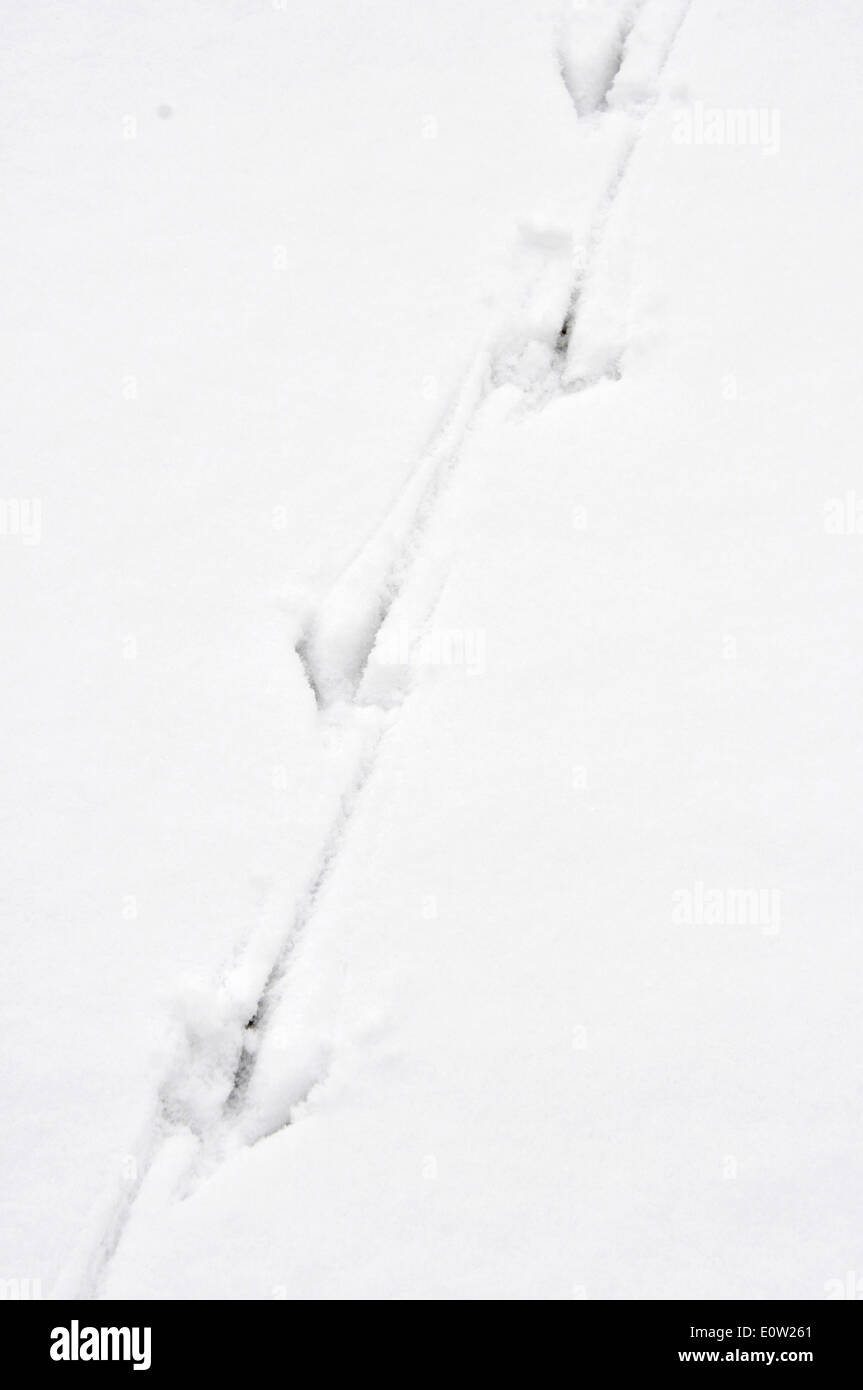 Common Pheasant, Ring-necked Pheasant (Phasianus colchicus). Footprints ...