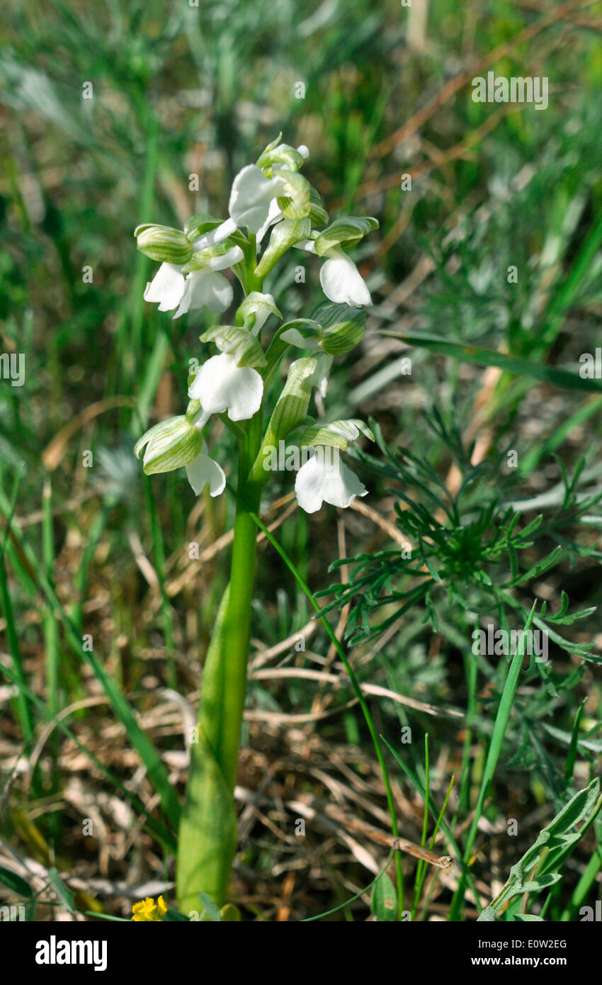 Green-winged Orchid (Anacamptis morio, Orchis morio), white ...