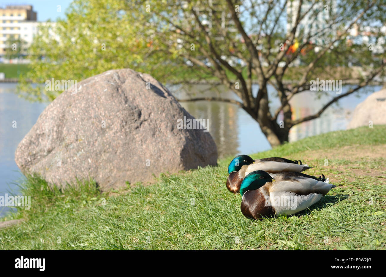 Minsk city hi-res stock photography and images - Alamy