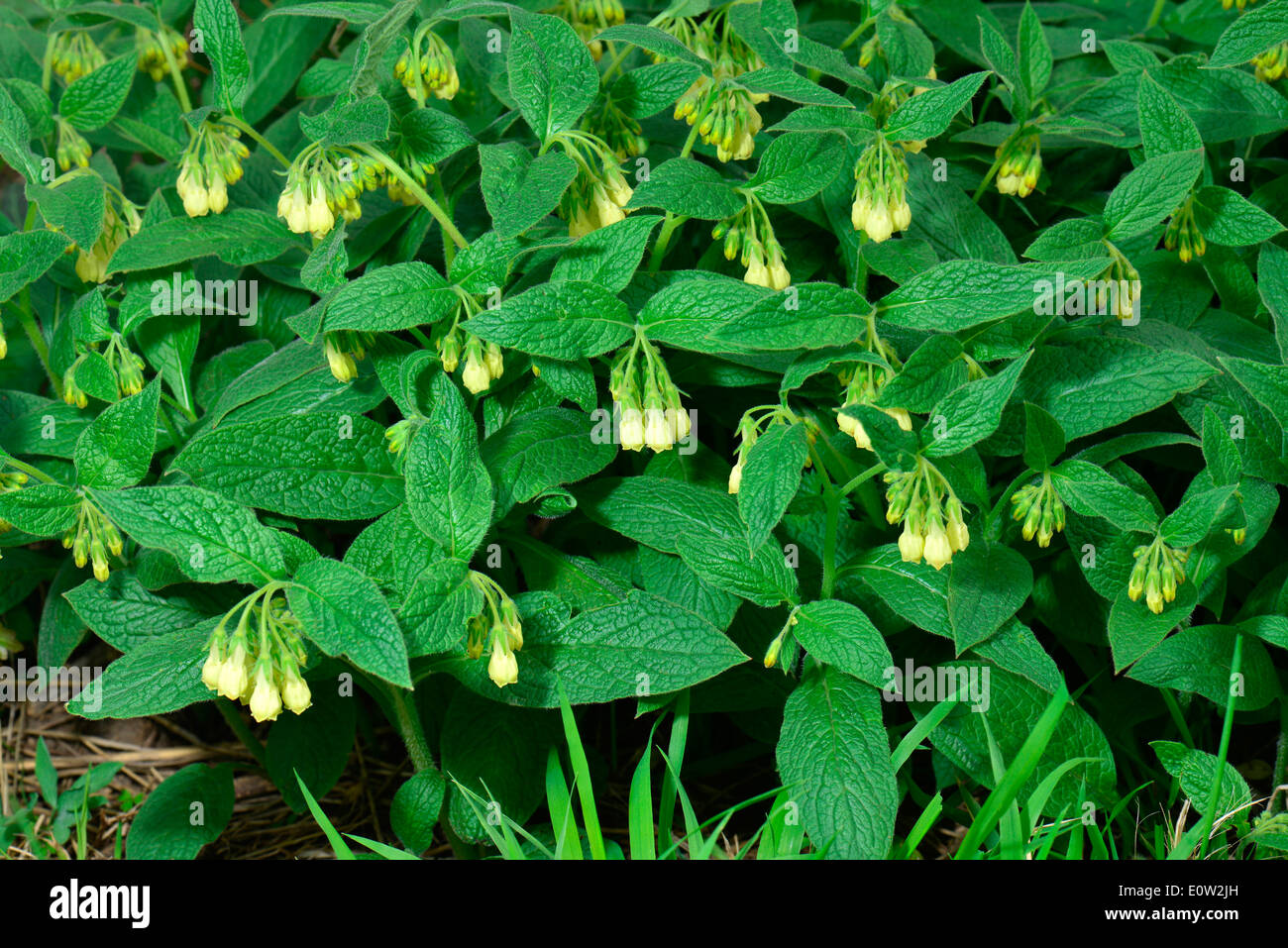 Tuberous Comfrey (Symphytum tuberosum), flowering plants. Austria Stock ...