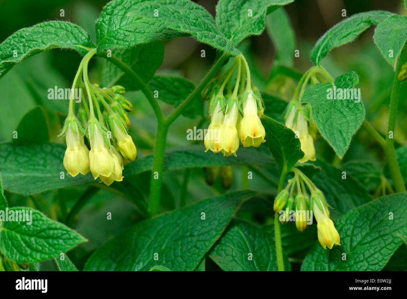 Tuberous Comfrey (Symphytum tuberosum), flowering plants. Austria Stock ...