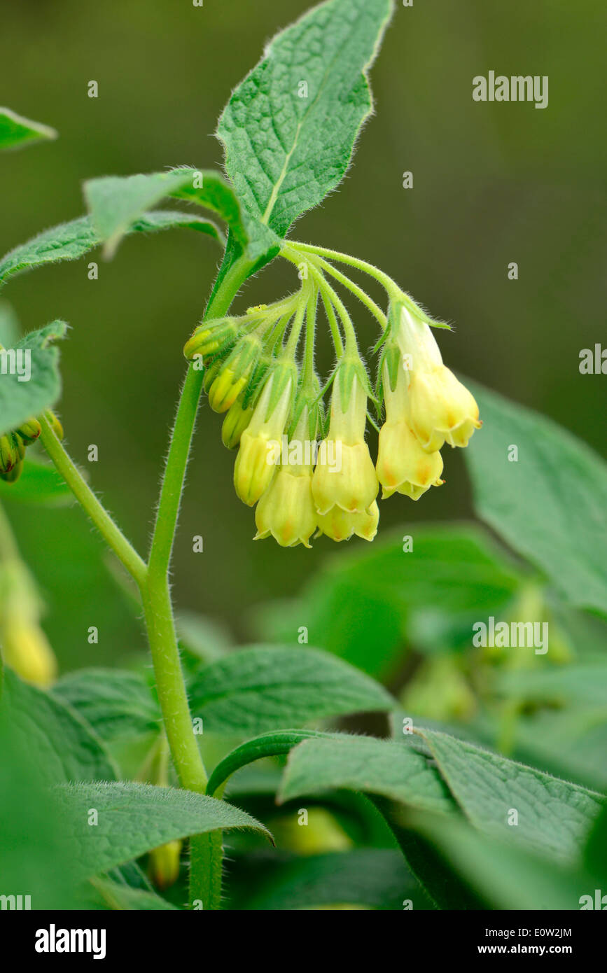 Tuberous Comfrey (Symphytum tuberosum), flowering stem. Austria Stock ...