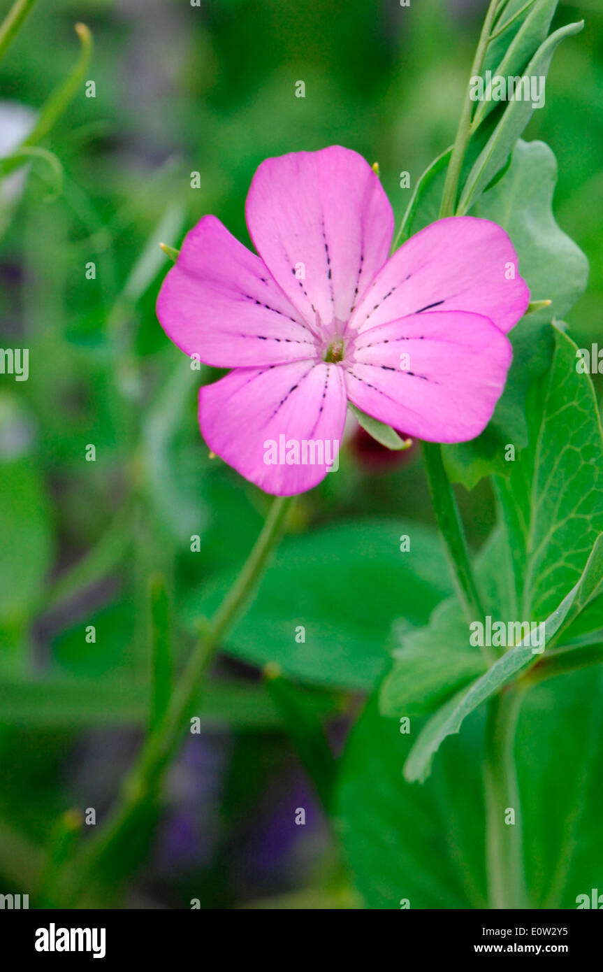 Purple corn cockle agrostemma githago hi-res stock photography and ...