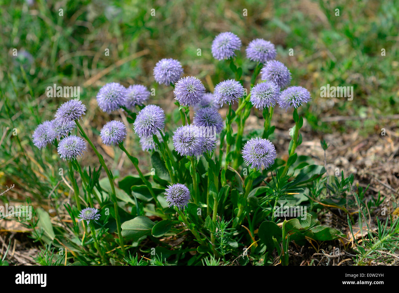 Globe Daisy (Globularia punctata), flowering plants Stock Photo - Alamy