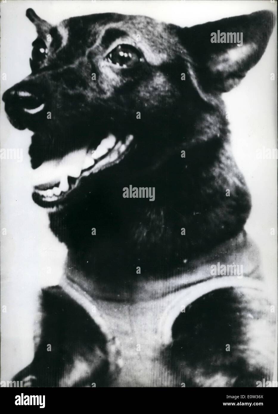 Photo shows space dog hi-res stock photography and images - Alamy