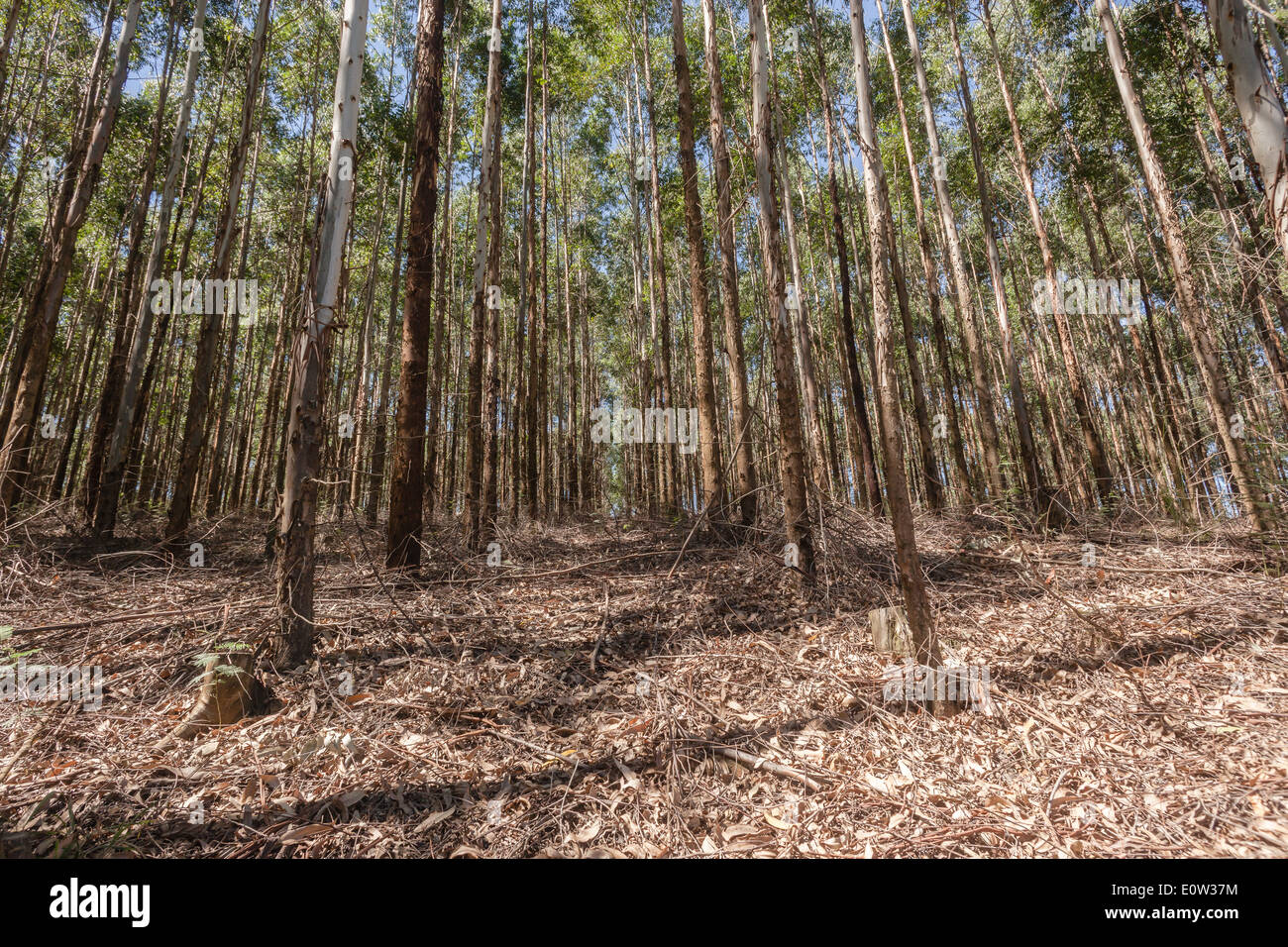 Trees forest plantations closeup wood farming Stock Photo - Alamy