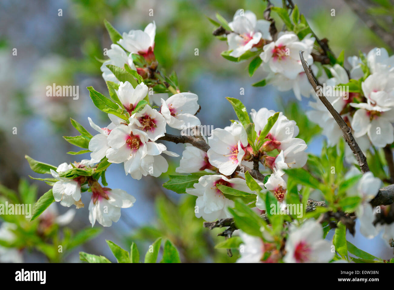 Domesticated almond tree hi-res stock photography and images - Alamy