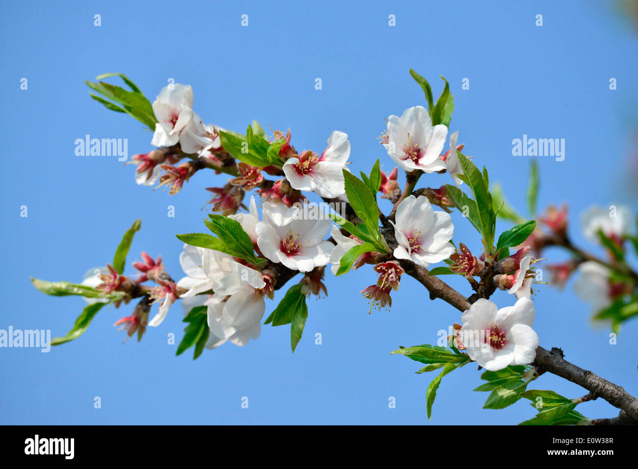 Domesticated almond tree hi-res stock photography and images - Alamy