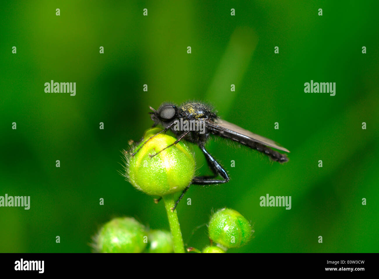 Male bibio marci hi-res stock photography and images - Alamy