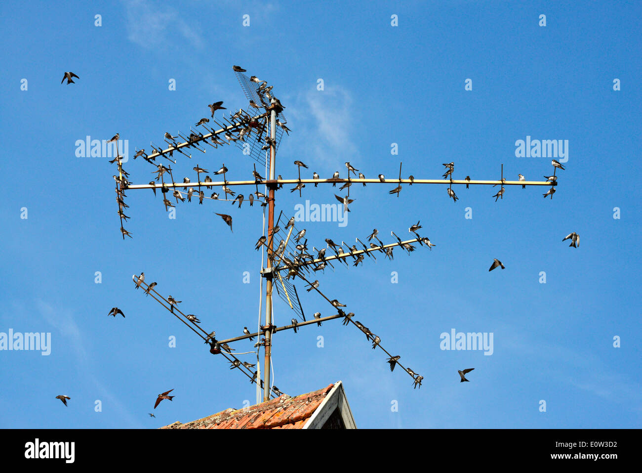 Migrating house martin hi-res stock photography and images - Alamy