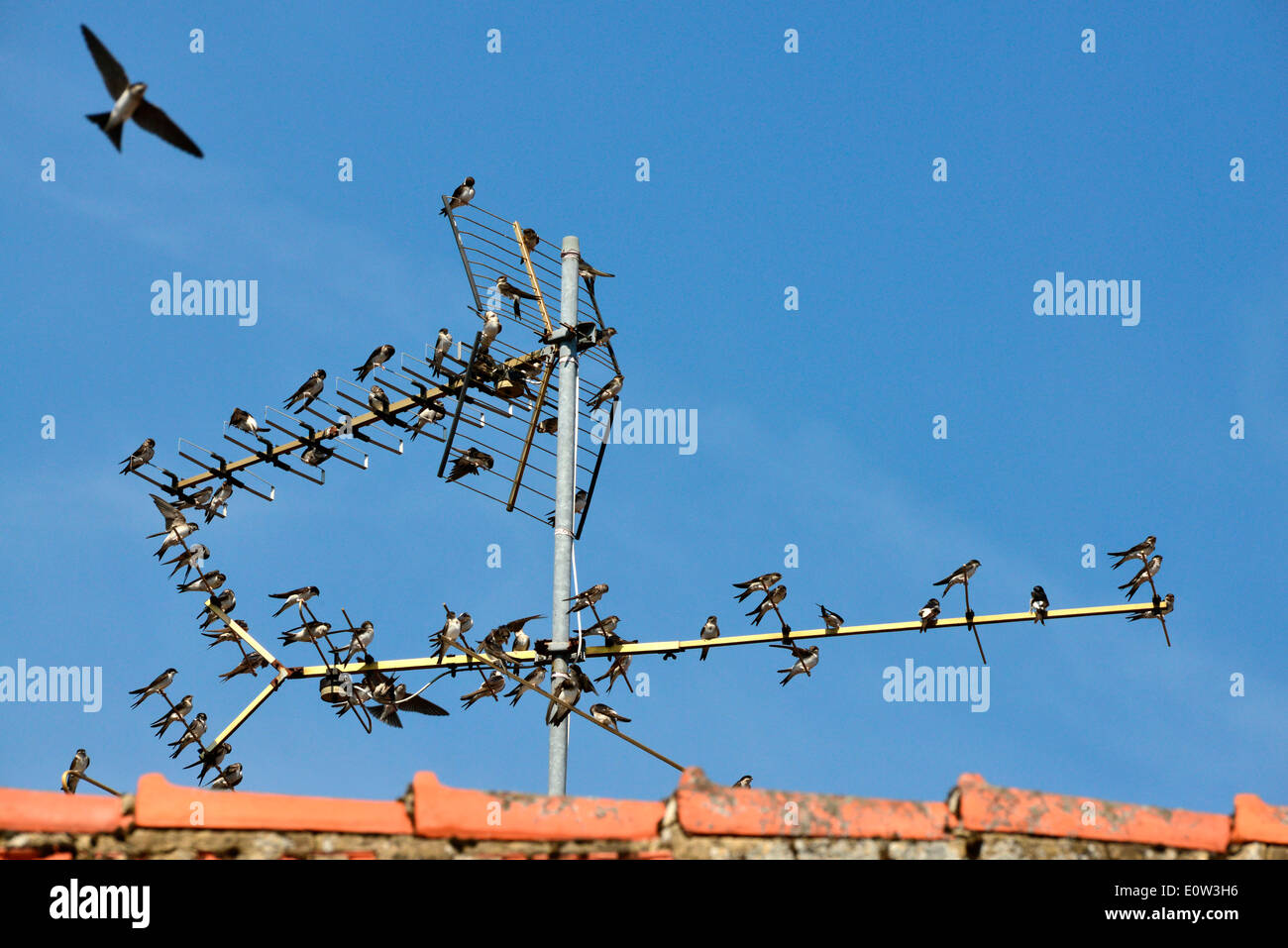 Migrating house martin hi-res stock photography and images - Alamy