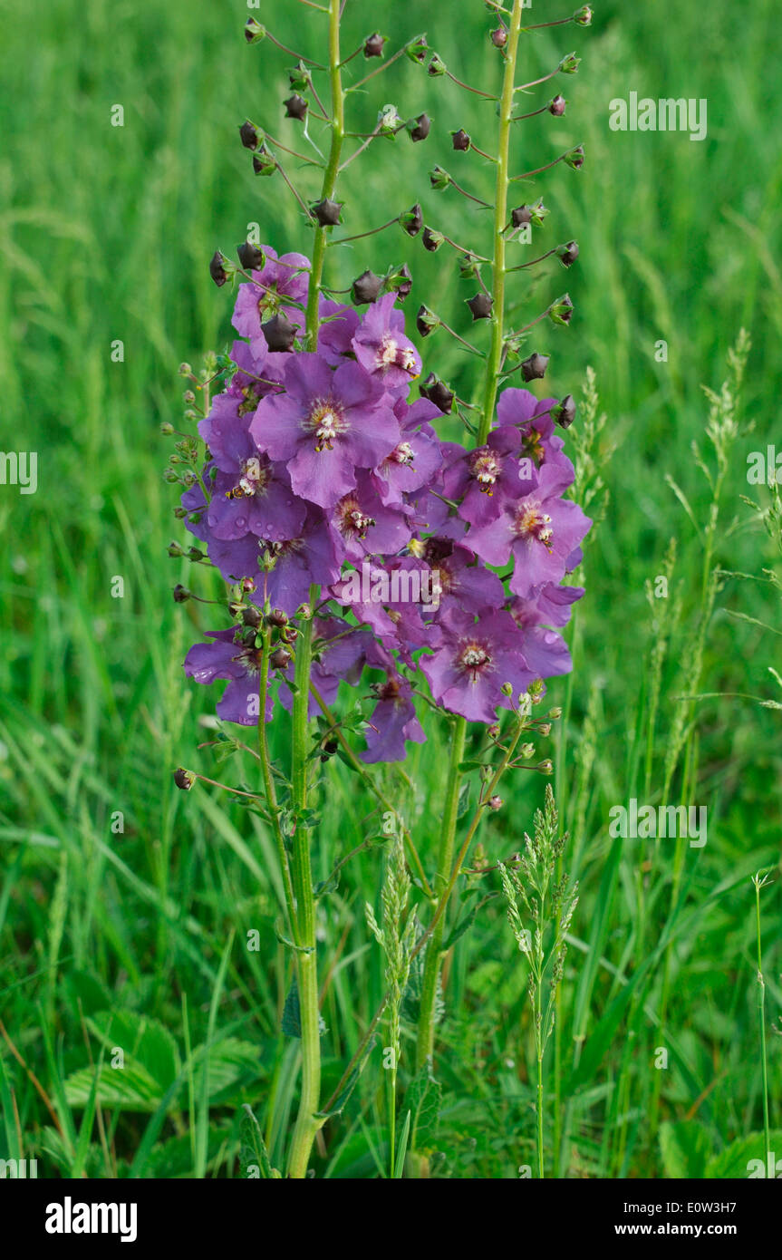 Purple Mullein, Temtress Purple (Verbascum phoeniceum), flowering ...