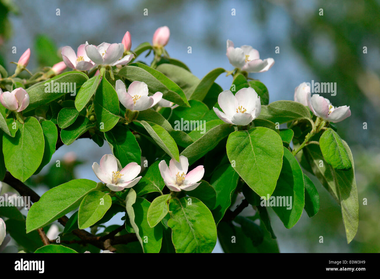 Flowering quince cydonia oblonga hi-res stock photography and images ...