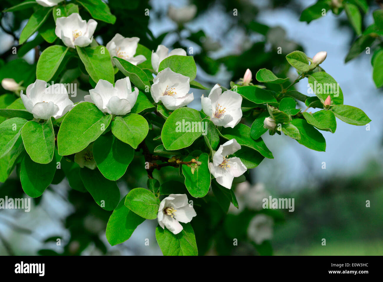 Cydonia oblonga fruit and twig hi-res stock photography and images - Alamy