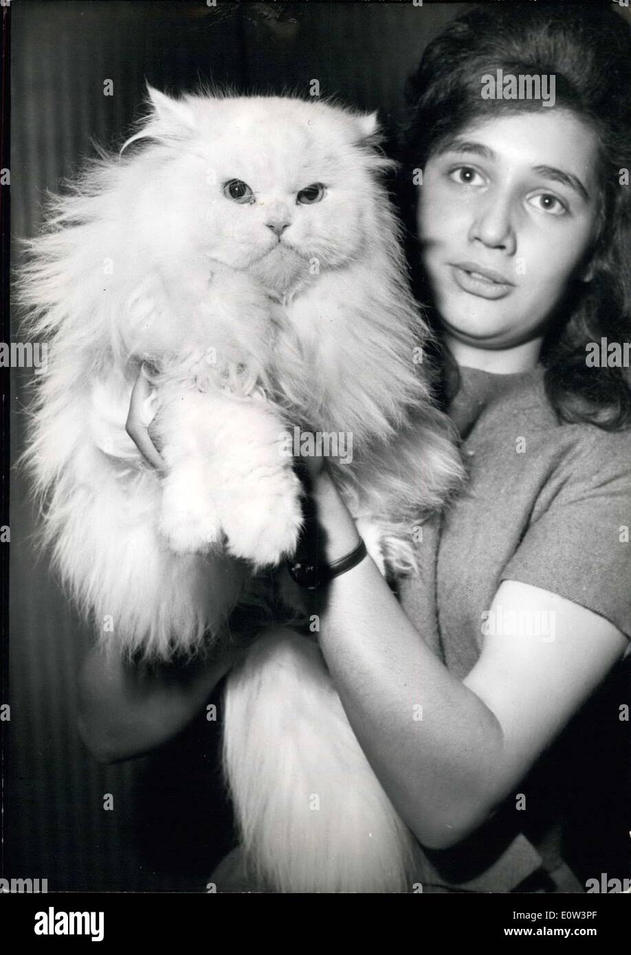 Mar. 06, 1961 - ''Helena'' Wins Again: ''Helena'', a Blue Persian with ...