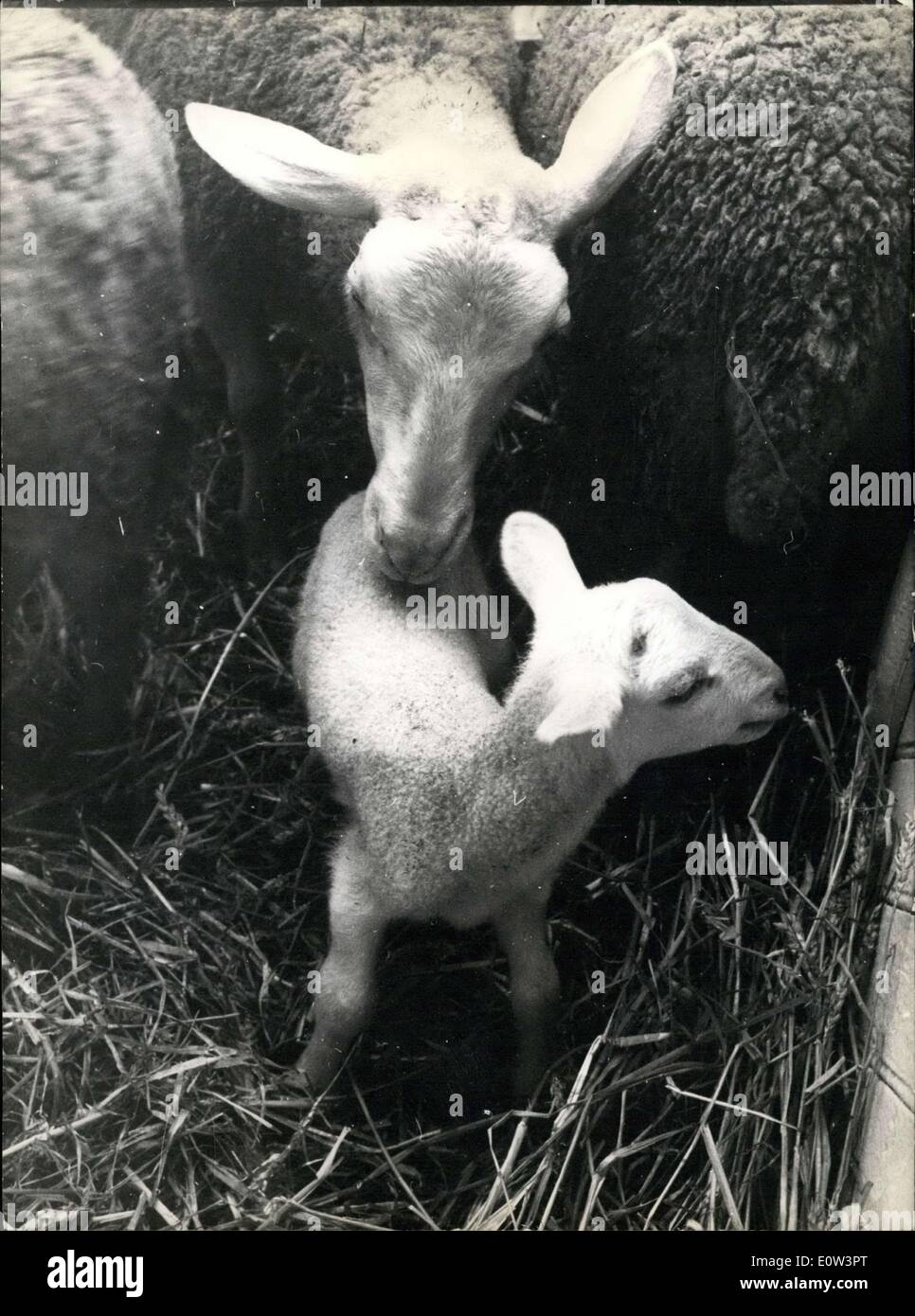 Lamb being born hi-res stock photography and images - Alamy