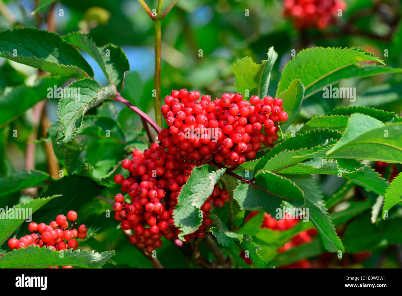 Red Elderberry (Sambucus racemosa), twigs with ripe fruit. Germany ...