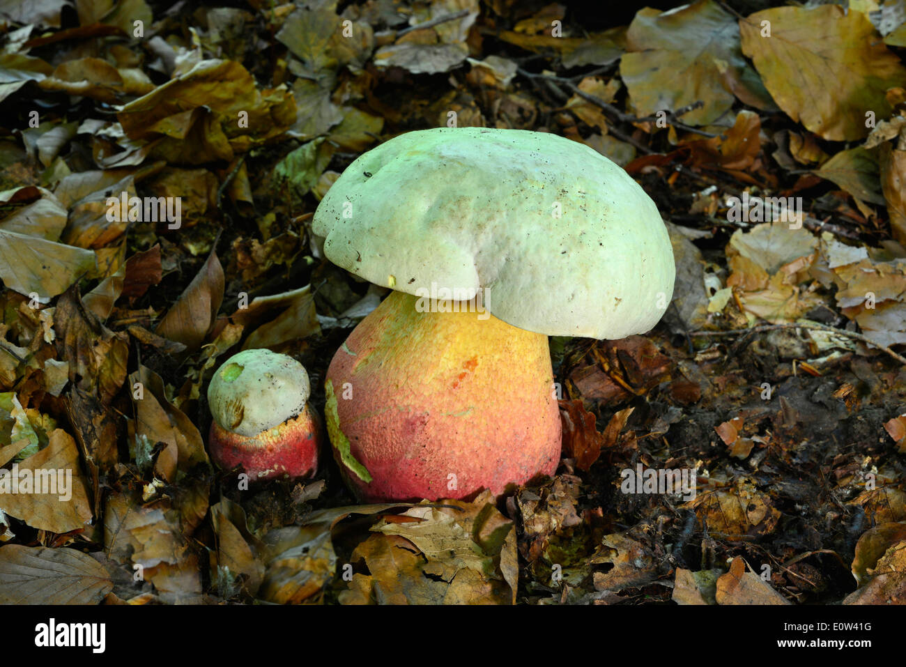 Devils Bolete, Satans Mushroom (Boletus satanas). Two toadstoals in ...