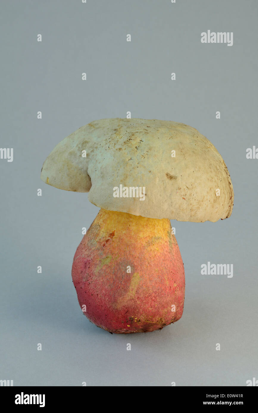 Devils Bolete, Satans Mushroom (Boletus satanas). Toadstoal, studio ...