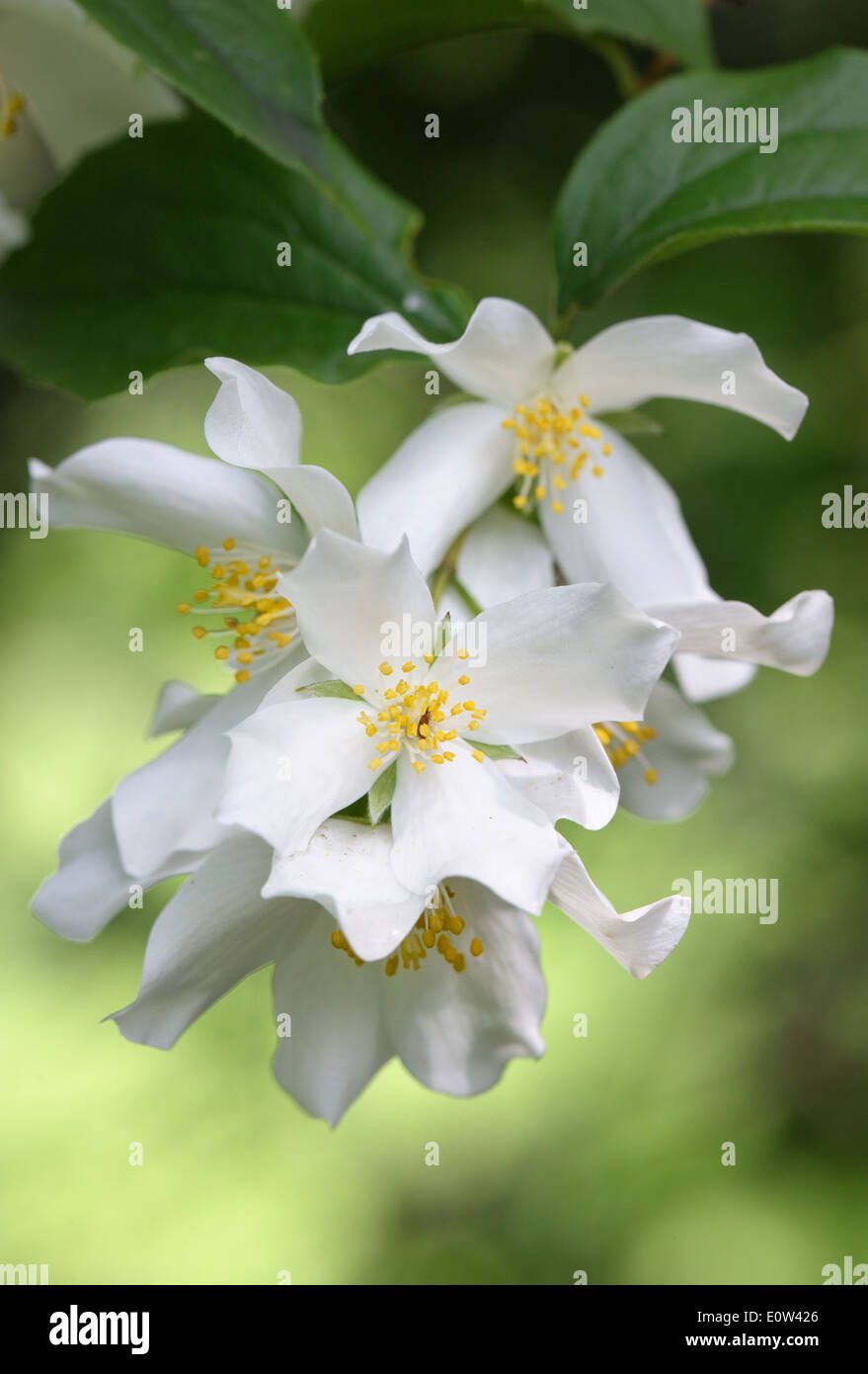 Mock orange hi-res stock photography and images - Alamy