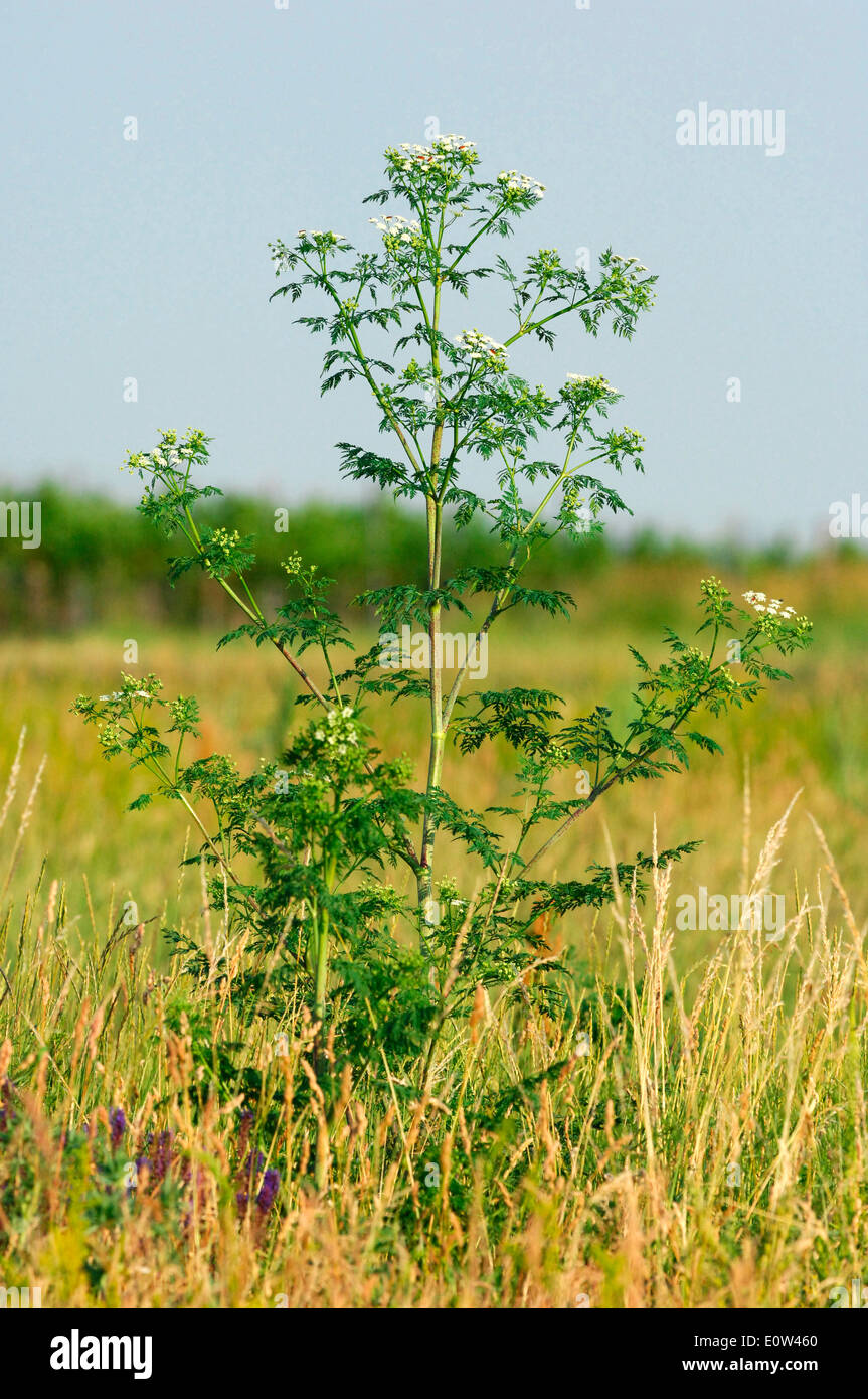Poison Hemlock (Conium maculatum), flowering plant. Germany Stock Photo ...