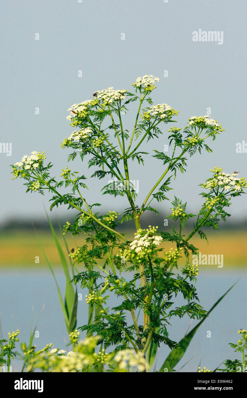 Poison Hemlock (Conium maculatum), flowering plant. Germany Stock Photo ...
