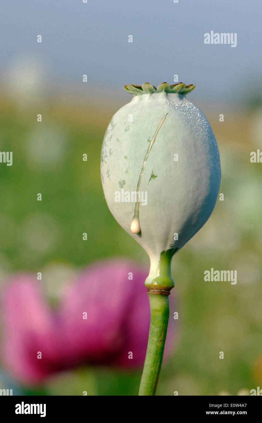 Poppy seed capsul hi-res stock photography and images - Alamy