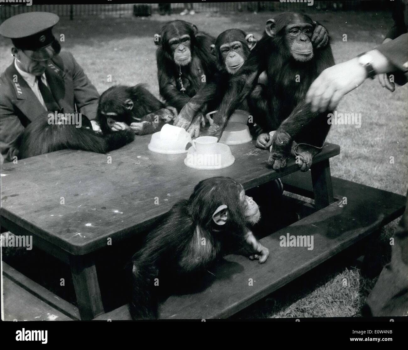 Chimps tea party hi-res stock photography and images - Alamy