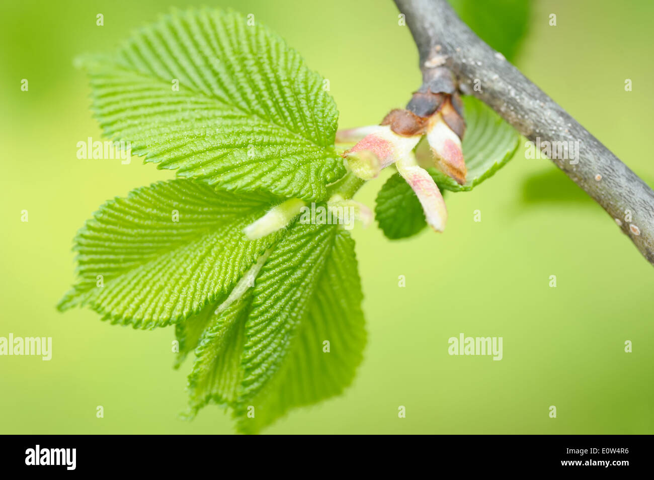 Hazel leaves on branch hi-res stock photography and images - Alamy