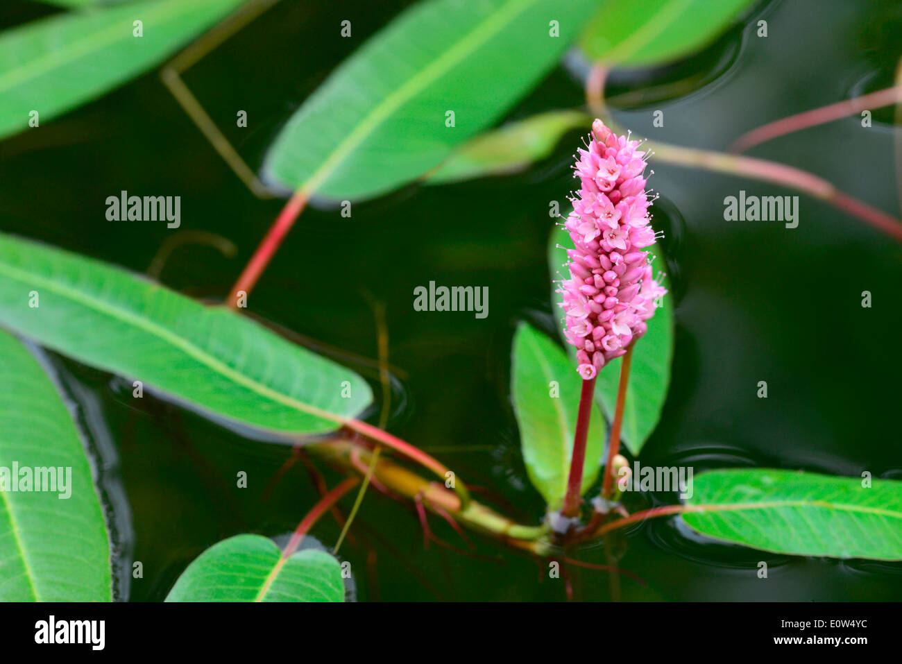 Water Knotweed (Persicaria amphibia), flowering plant. Germany Stock ...