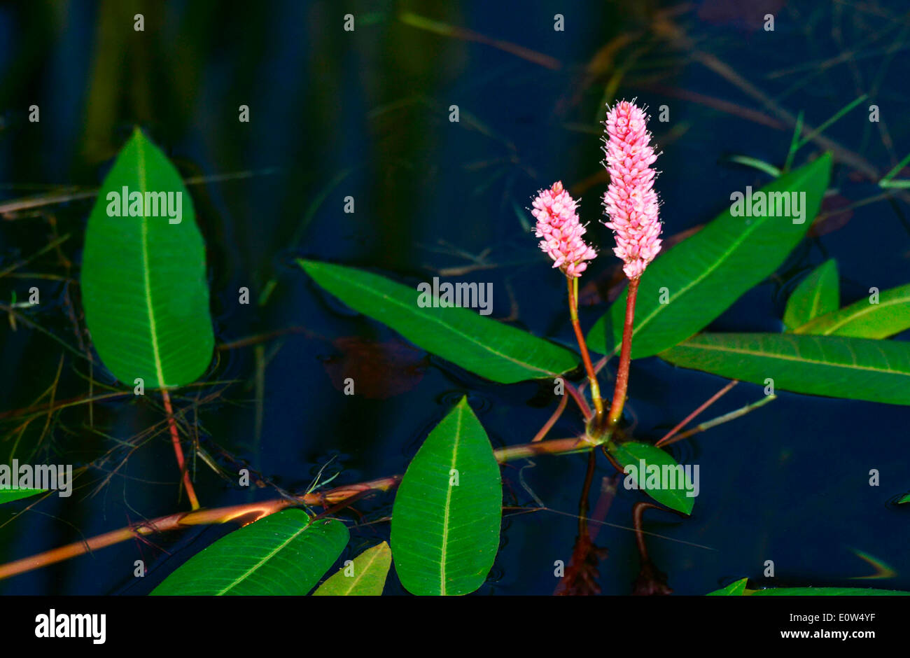 Water Knotweed (Persicaria amphibia), flowering plant. Germany Stock ...