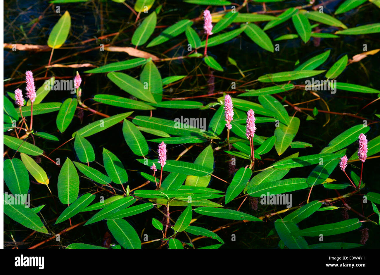 Water Knotweed (Persicaria amphibia), flowering plants. Germany Stock ...