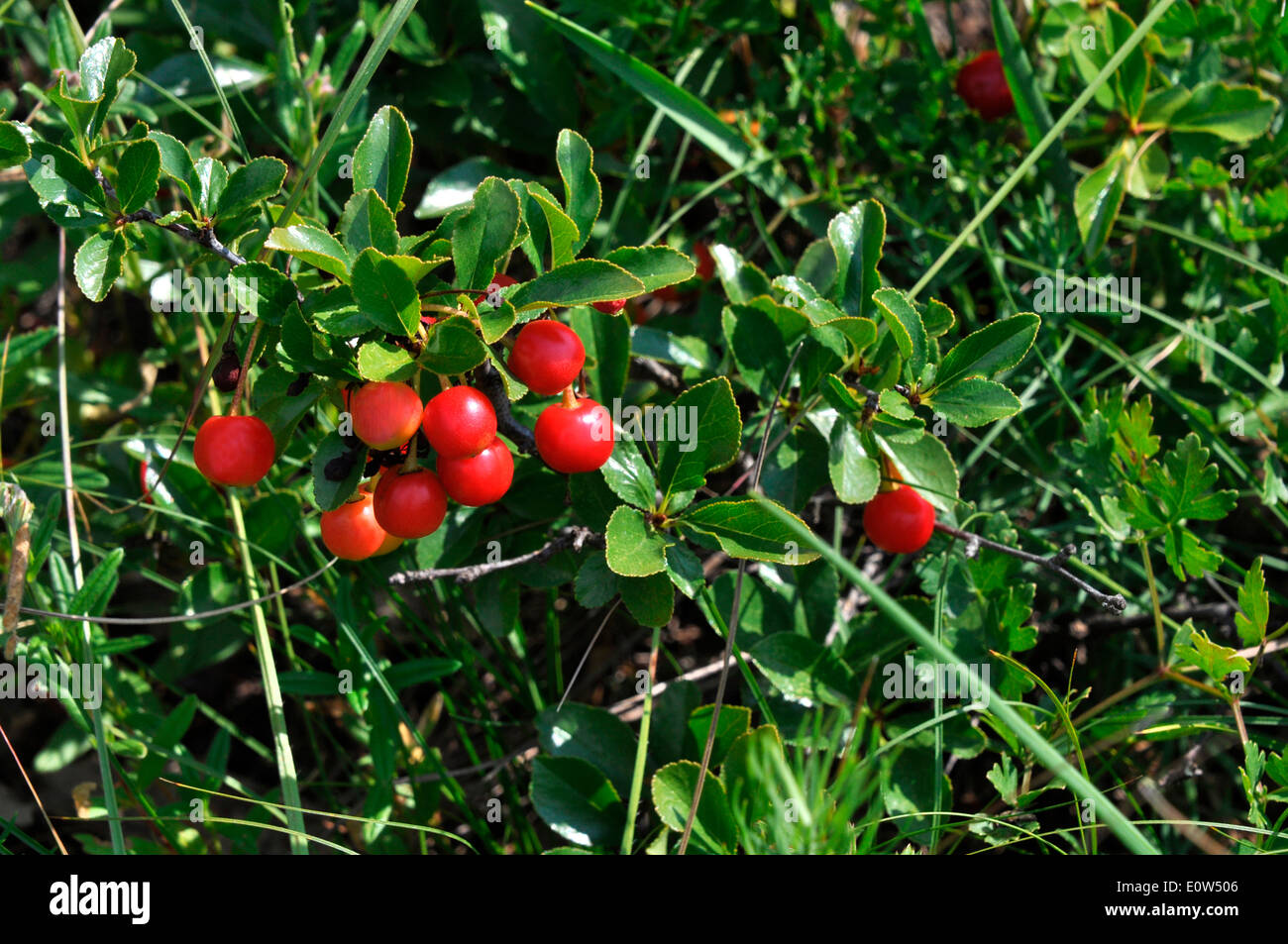 Dwarf evergreens hi-res stock photography and images - Alamy