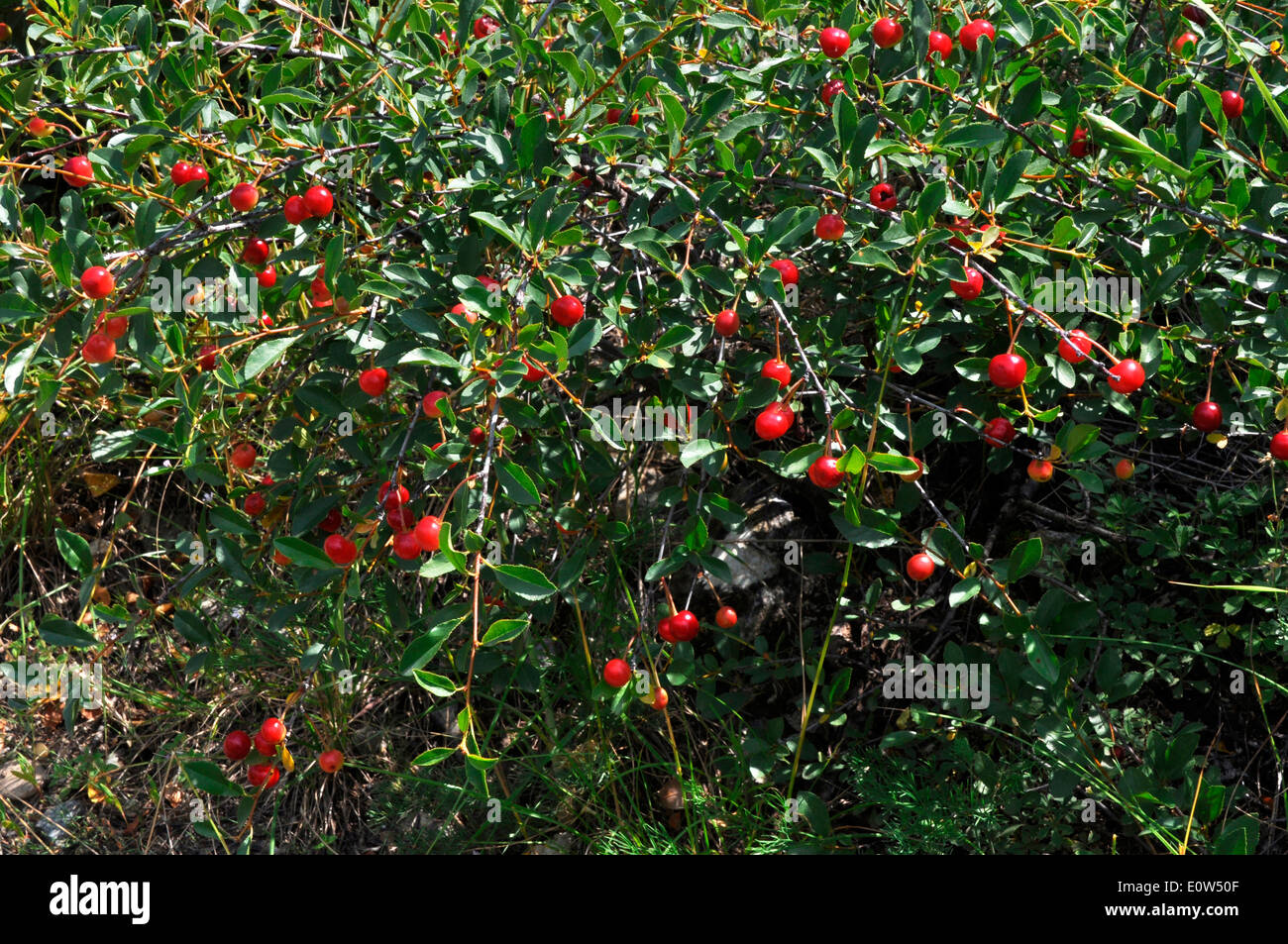 European Dwarf Cherry (Prunus fruticosa). Ripe fruit on a bush. Austria ...