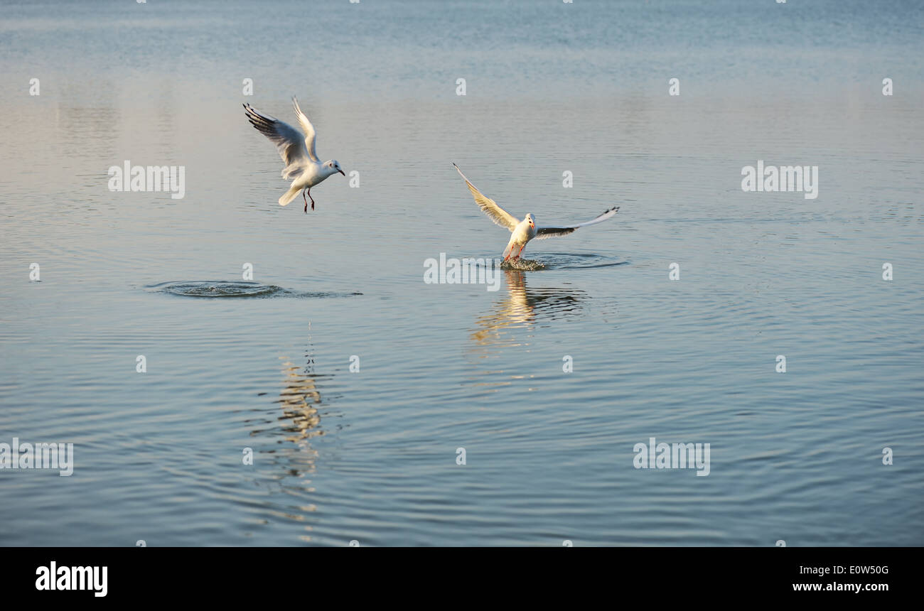 Two gulls over the lake at sunset and their reflection in the water ...