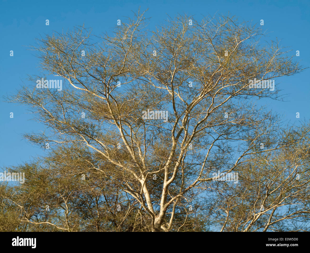 Fever Tree (Acacia xanthophloea), view into the tree top. South Africa ...