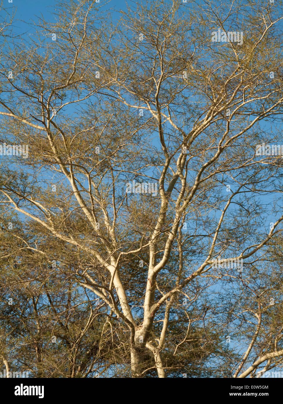 Fever Tree (Acacia xanthophloea), view into the tree top. South Africa ...