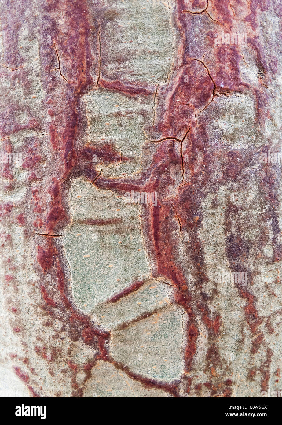 Fever Tree (Acacia xanthophloea), close-up of bark. South Africa Stock ...