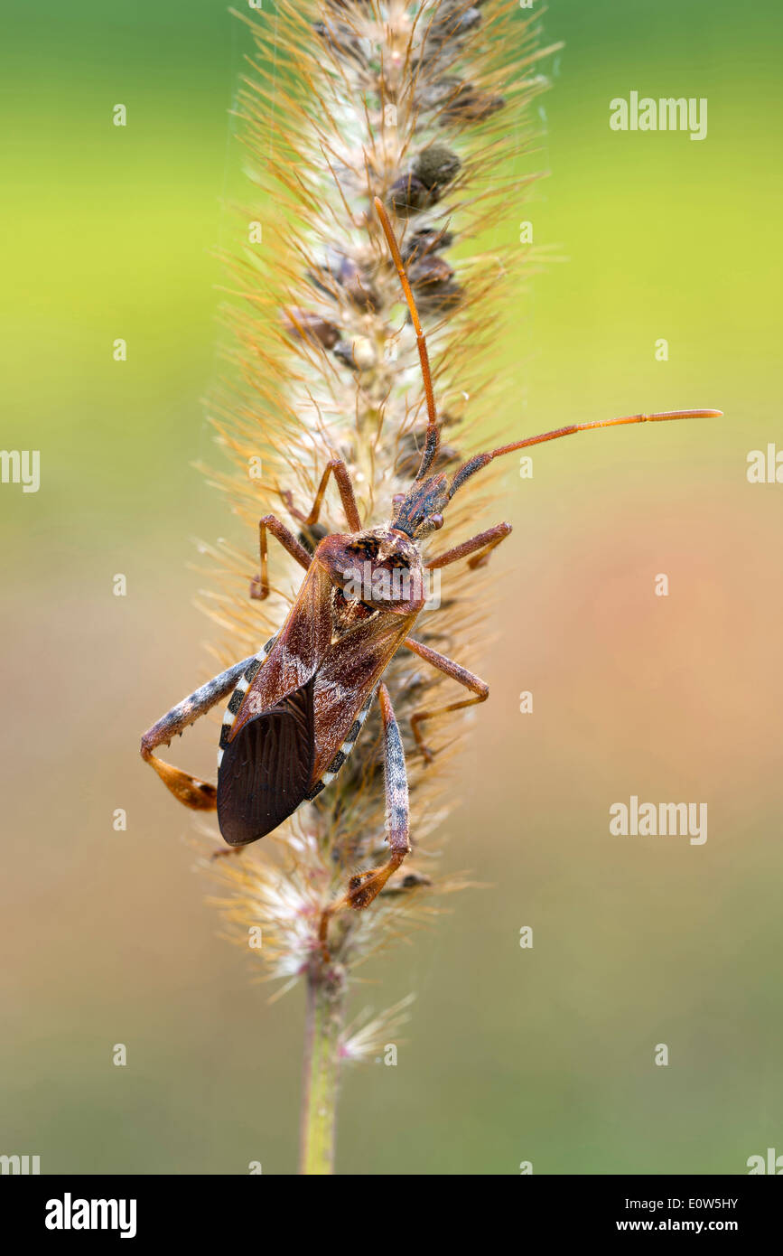 Western Conifer Seed Bug (Leptoglossus occidentalis) on a seed stand ...