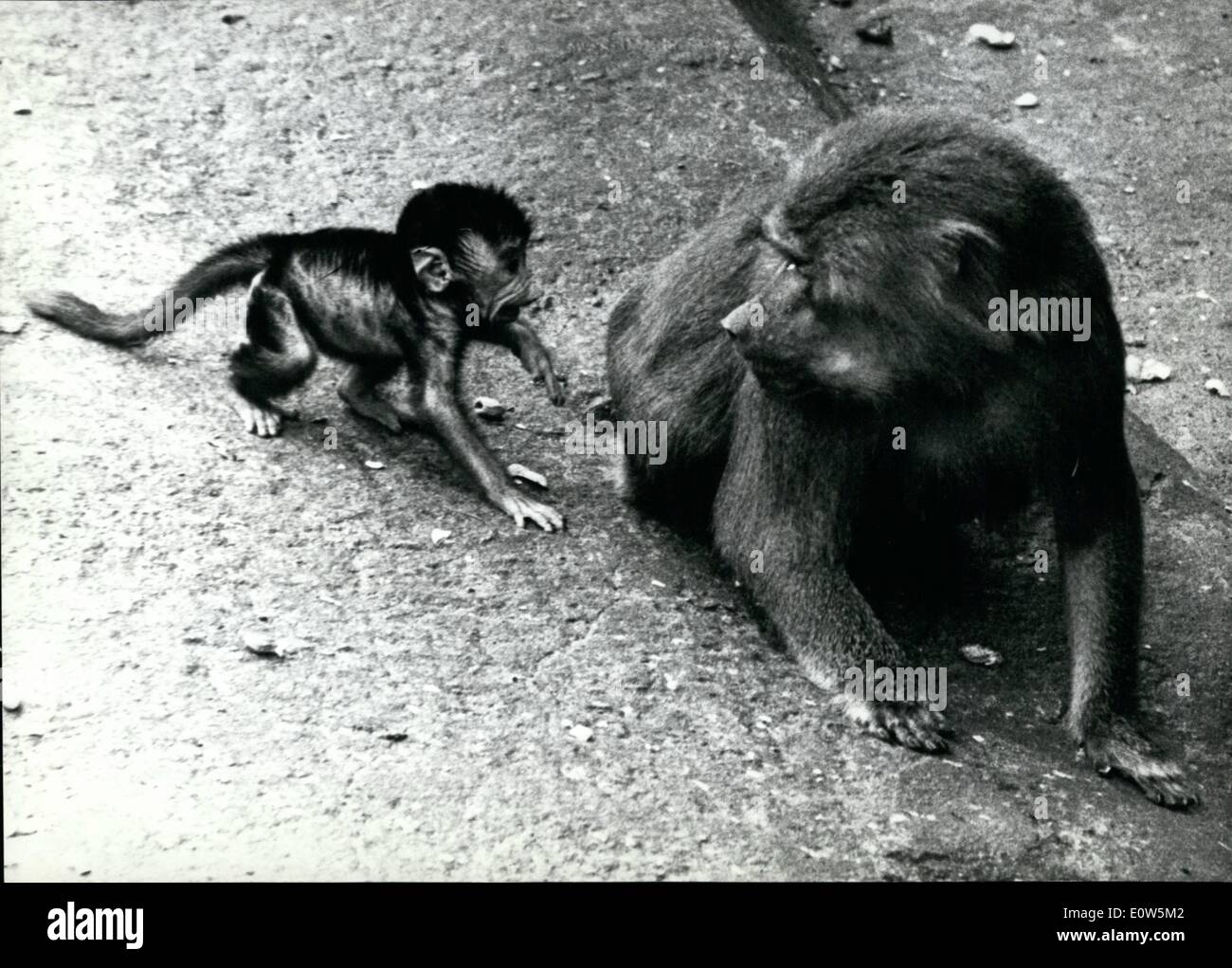 Sep. 09, 1961 - Only a few hours after it's birth... is the baboon-baby ...