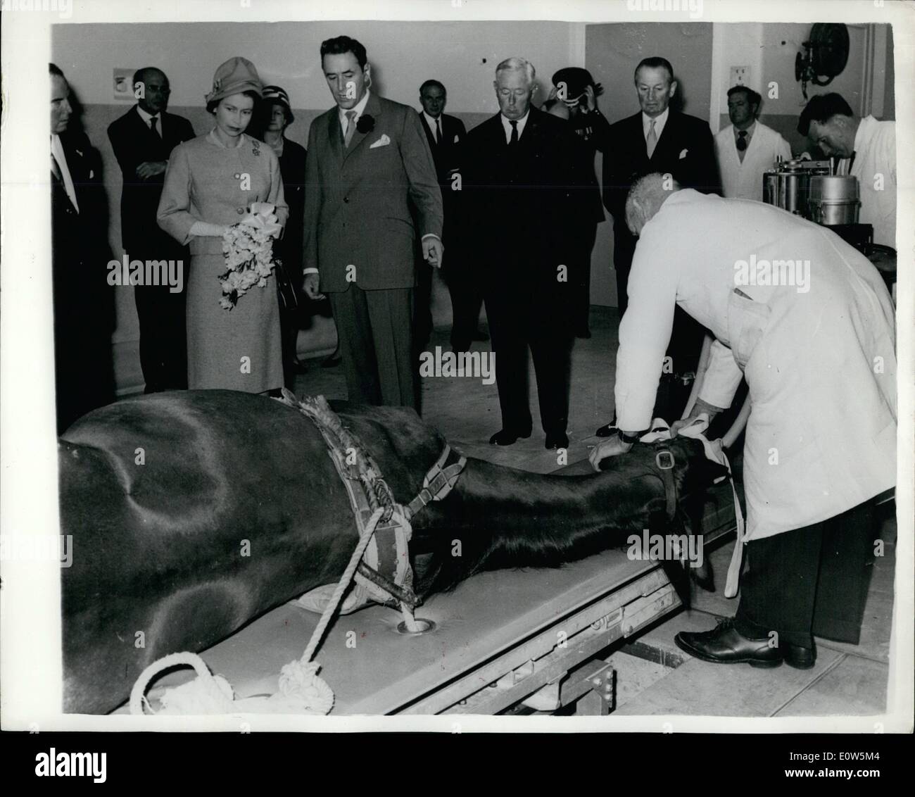 Sep. 09, 1961 - The Queen sees Horse Anaesthetised by new method: The ...