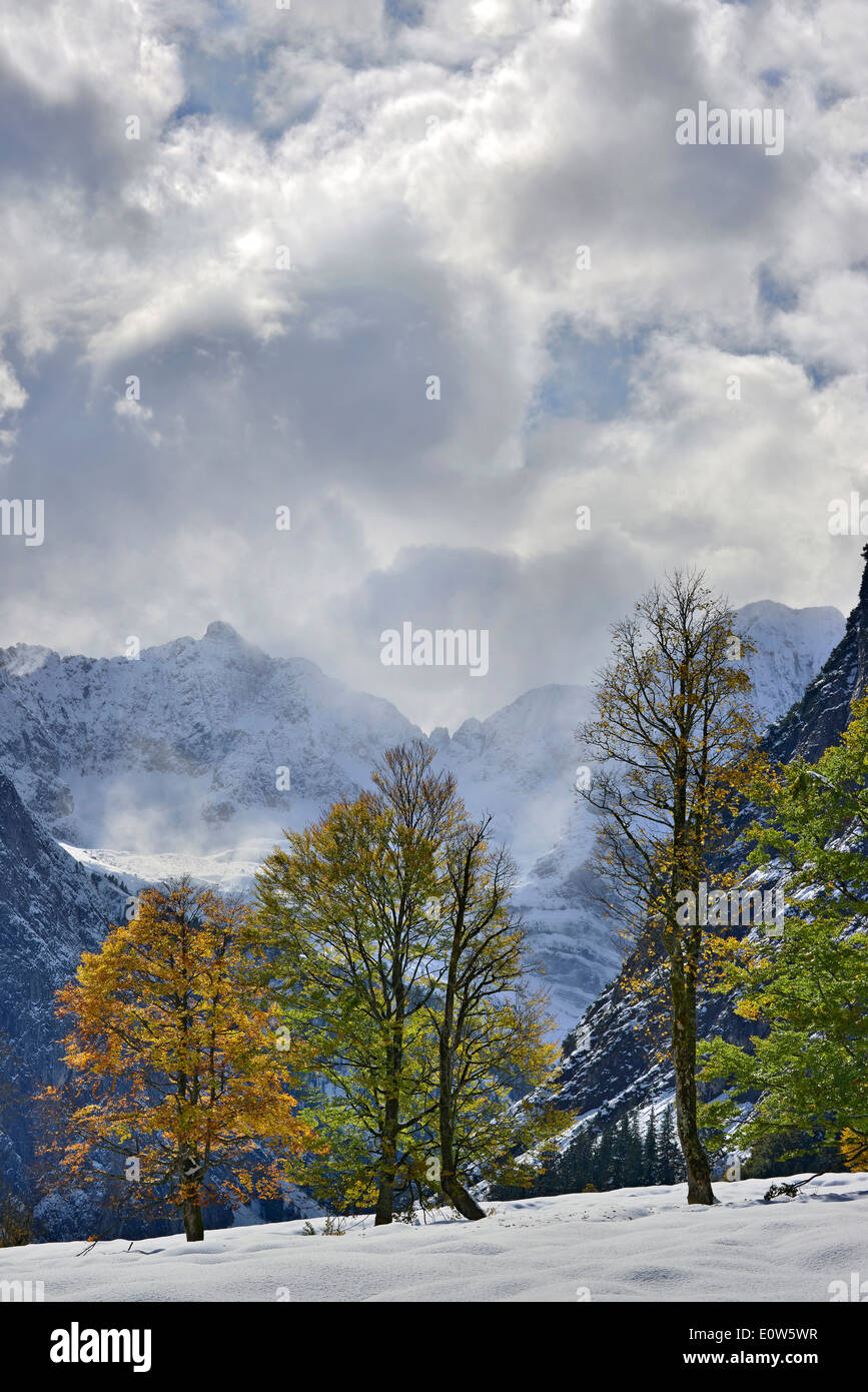 Sycamore Maple (Acer pseudoplatanus). Group of trees in autumn colours ...